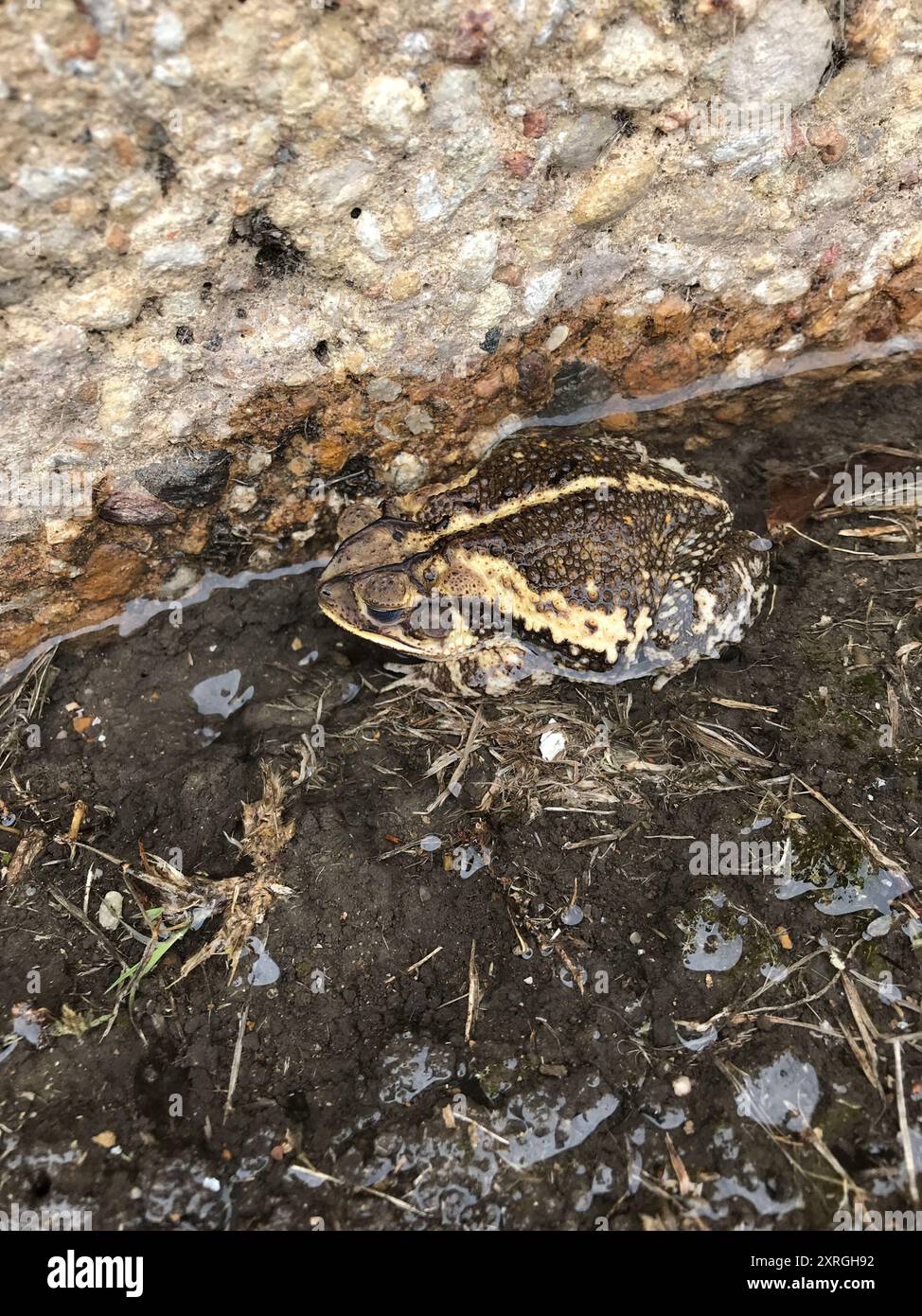 Gulf Coast Toad (Incilius nebulifer) Amphibia Stock Photo - Alamy