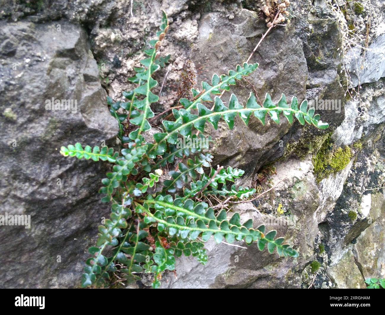 Rustyback (Asplenium ceterach) Plantae Stock Photo - Alamy
