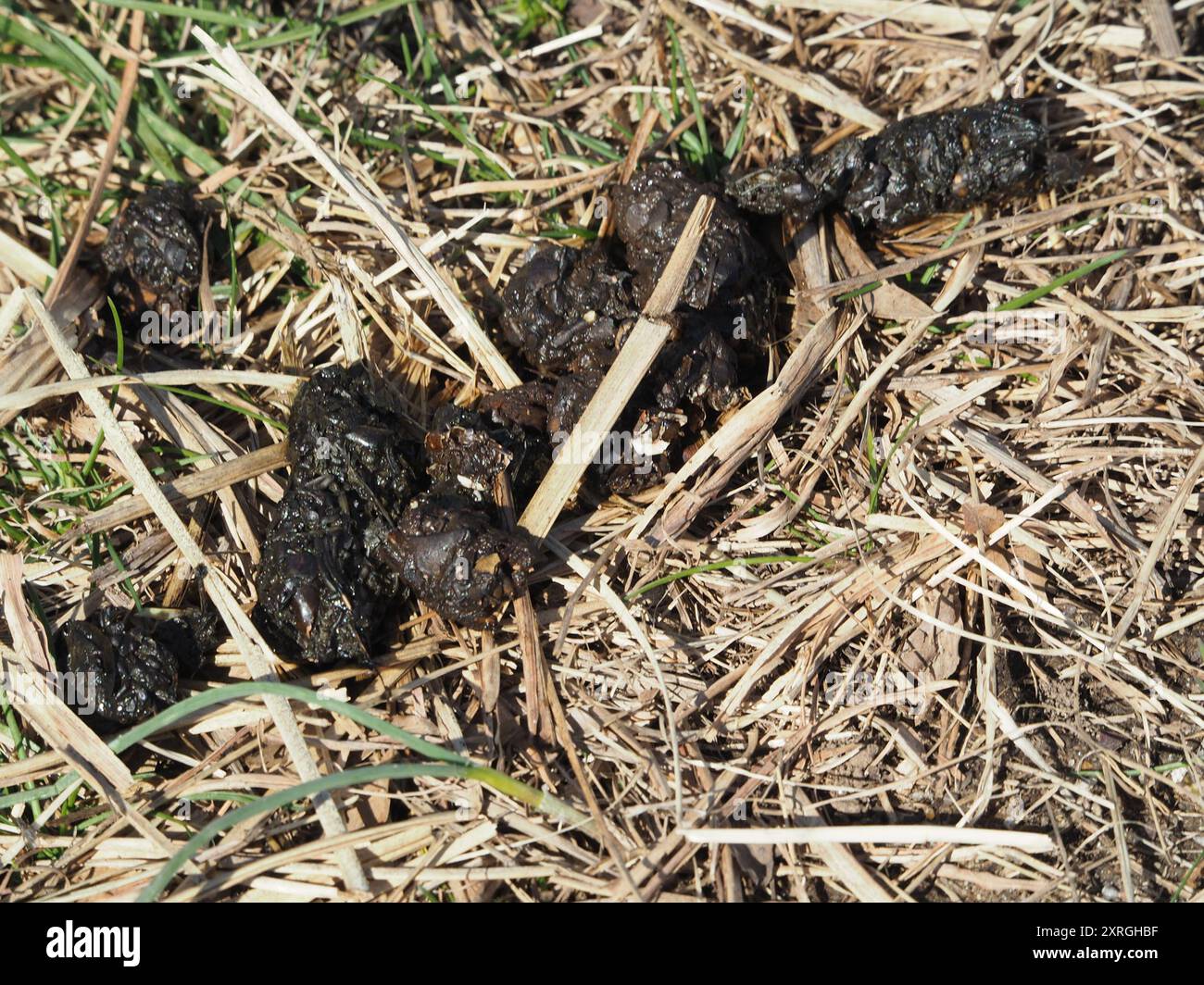 Carnivorans (Carnivora) Mammalia Stock Photo - Alamy