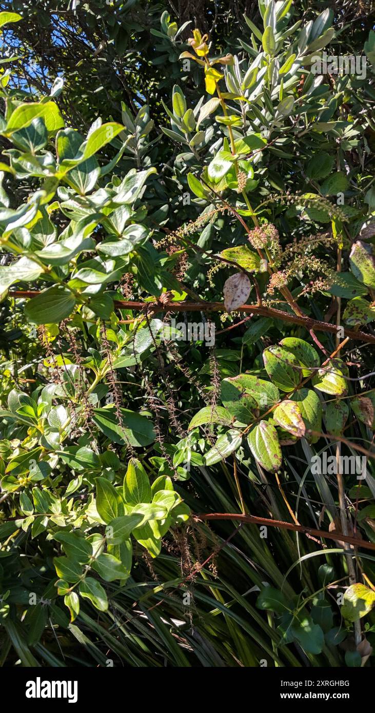 Tree Tutu (Coriaria arborea) Plantae Stock Photo - Alamy