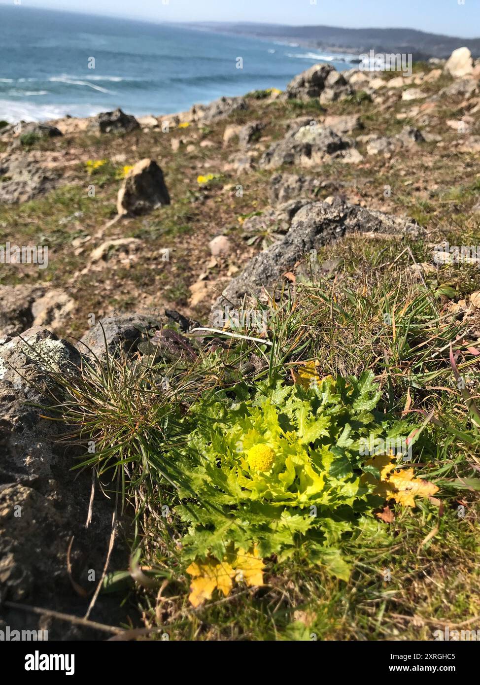 Footsteps of spring (Sanicula arctopoides) Plantae Stock Photo - Alamy