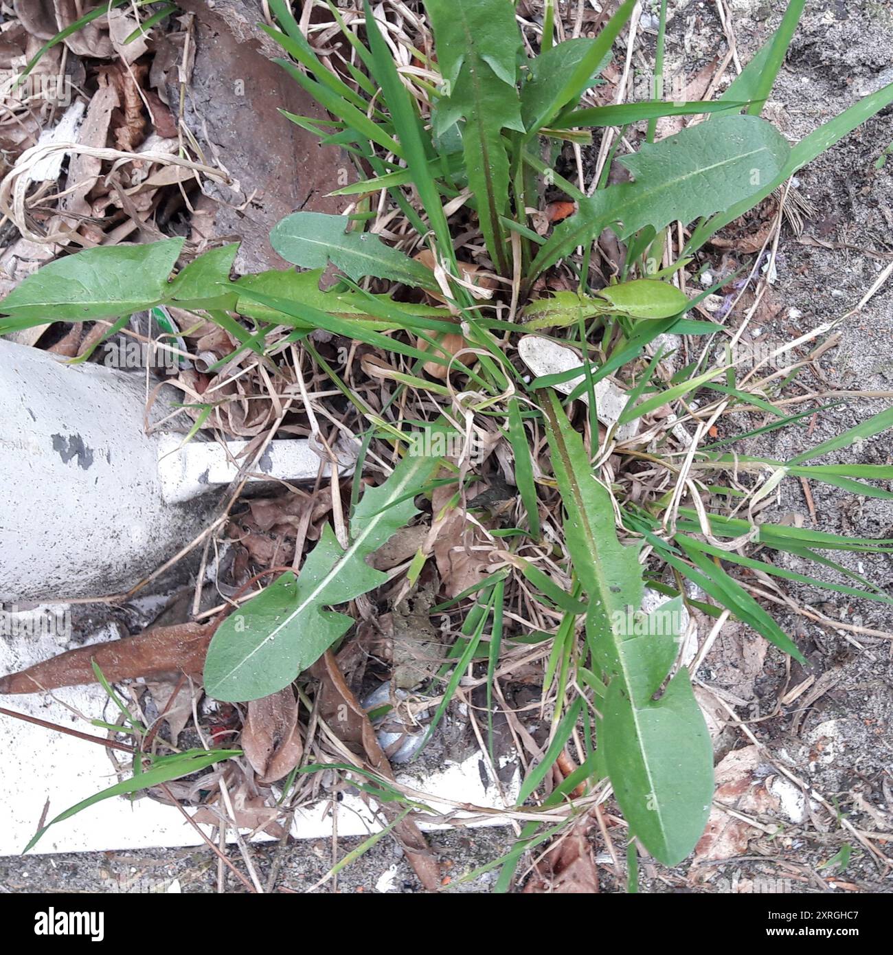 common dandelion (Taraxacum officinale) Plantae Stock Photo - Alamy