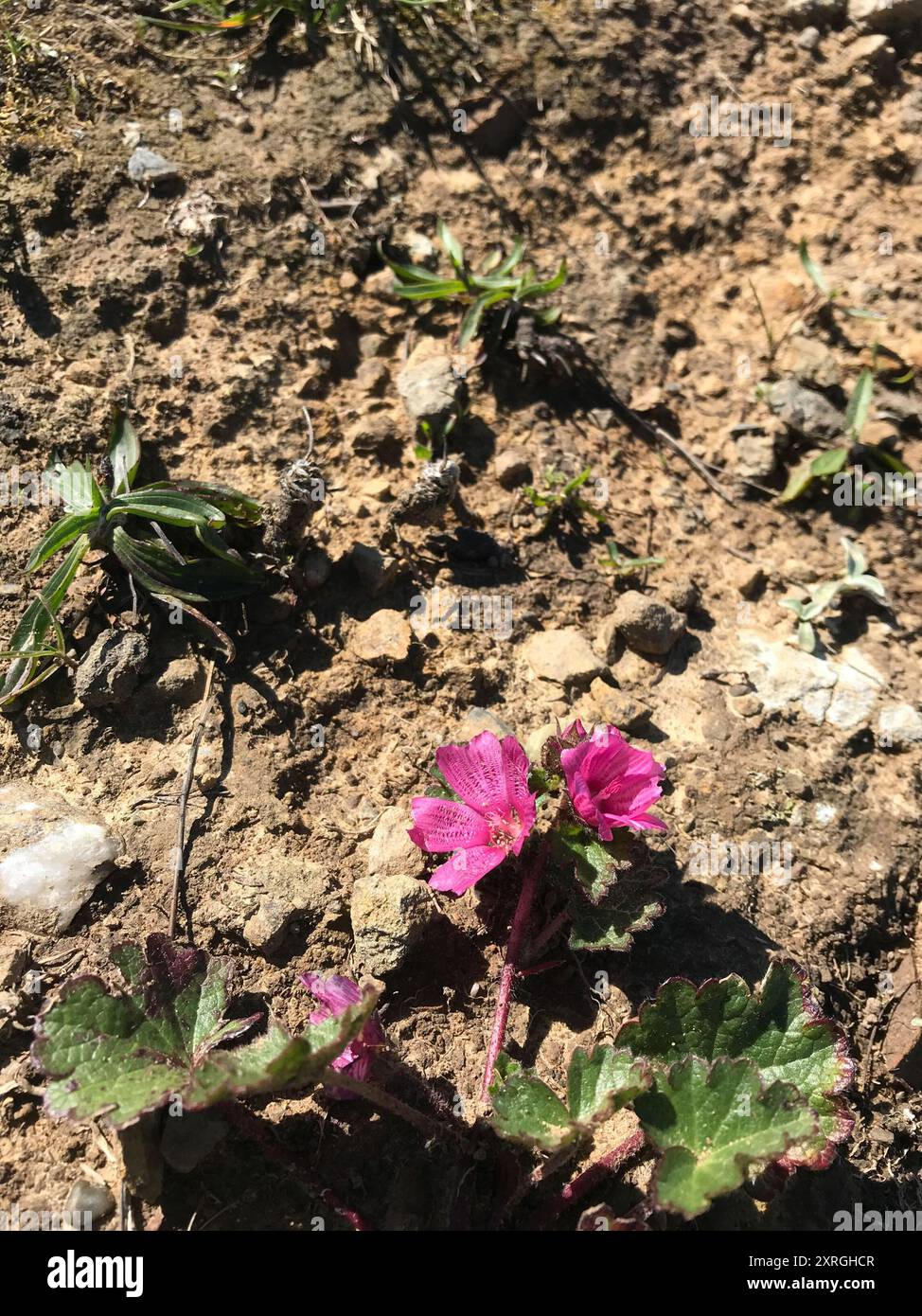 purple-stemmed checkerbloom (Sidalcea malviflora purpurea) Plantae ...