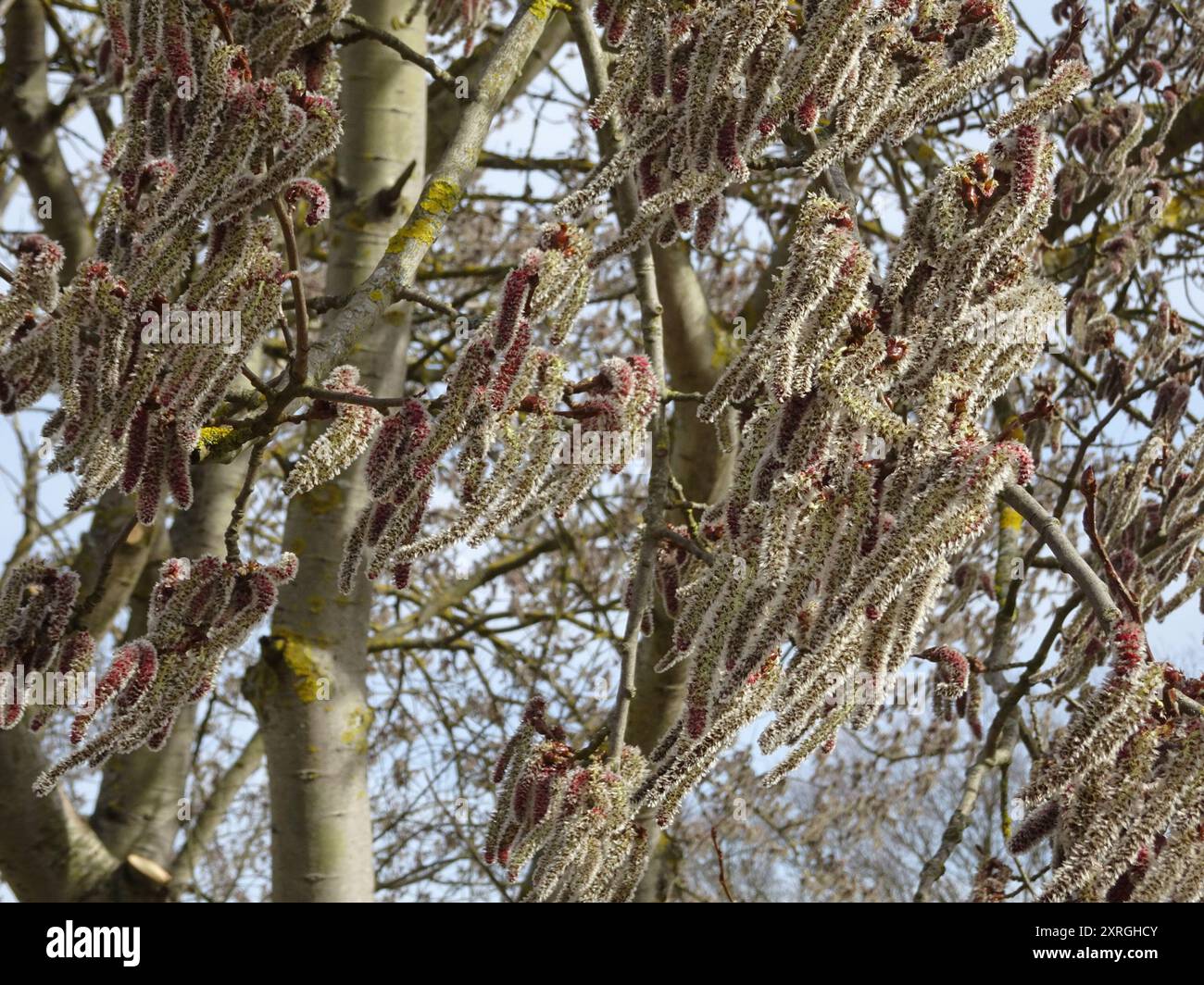 European aspen (Populus tremula) Plantae Stock Photo - Alamy
