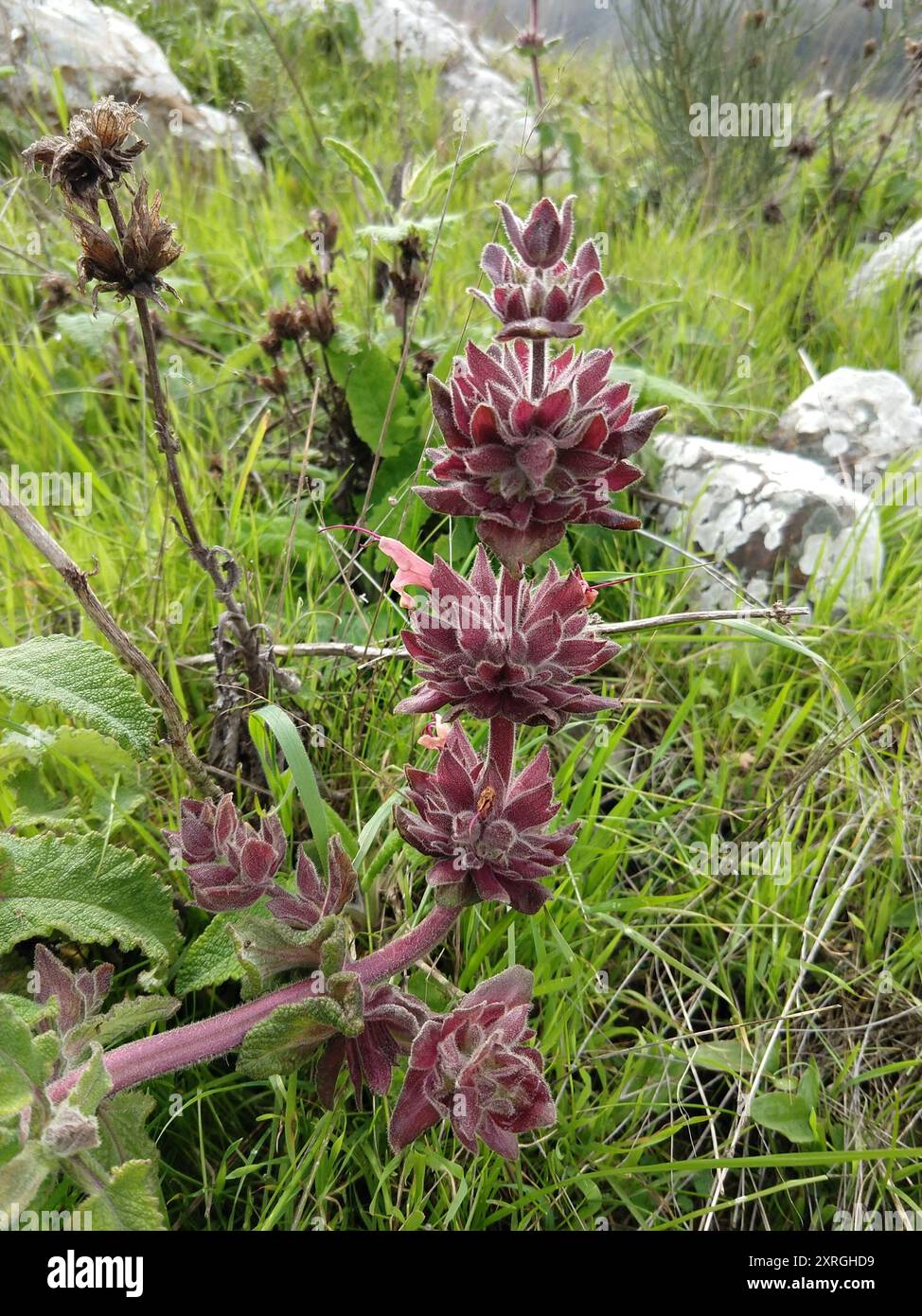 Hummingbird Sage (Salvia spathacea) Plantae Stock Photo - Alamy