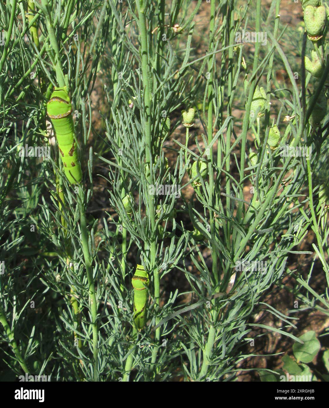 Citrus Swallowtail (Papilio demodocus demodocus) Insecta Stock Photo ...