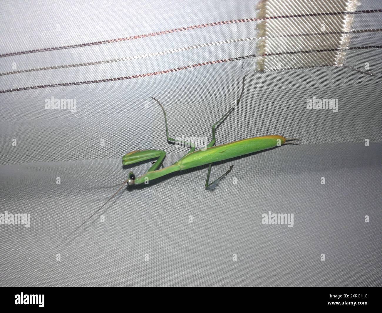 European Mantis (Mantis religiosa) Insecta Stock Photo - Alamy