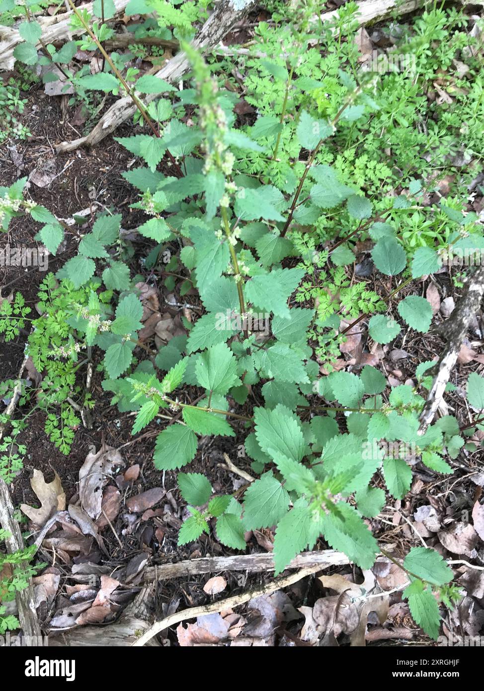heartleaf nettle (Urtica chamaedryoides) Plantae Stock Photo - Alamy