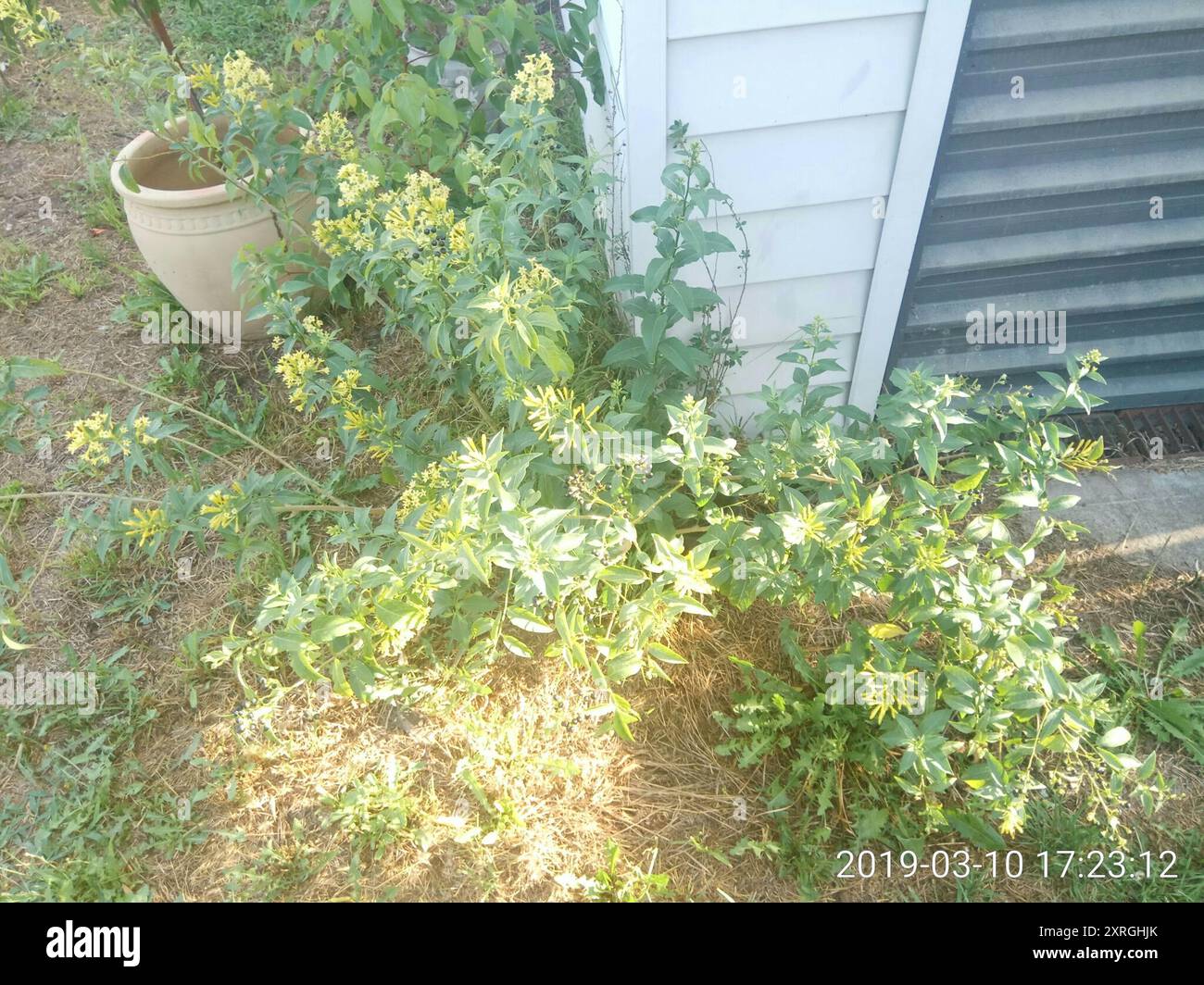 green cestrum (Cestrum parqui) Plantae Stock Photo - Alamy