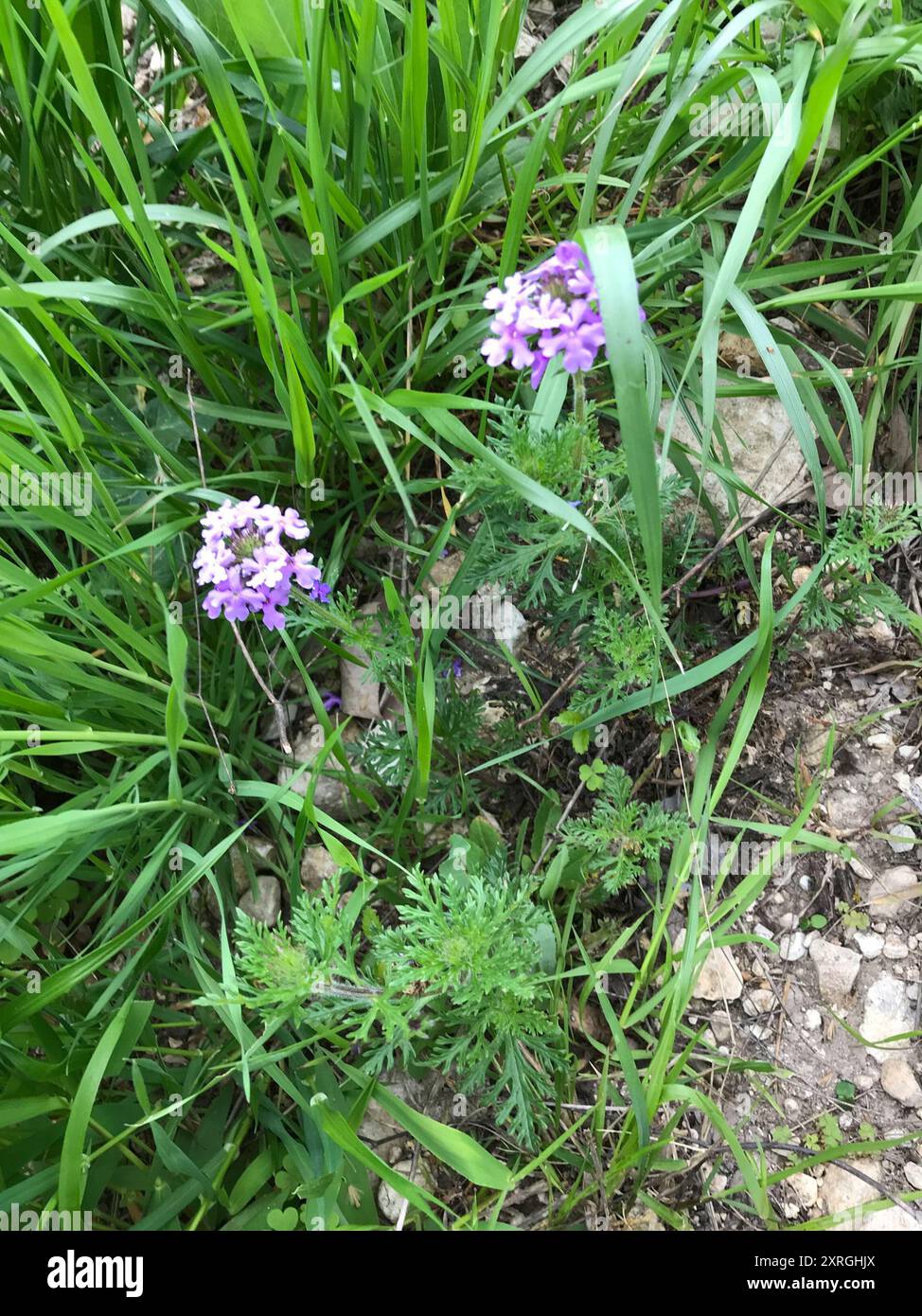 Dakota mock vervain (Glandularia bipinnatifida) Plantae Stock Photo - Alamy