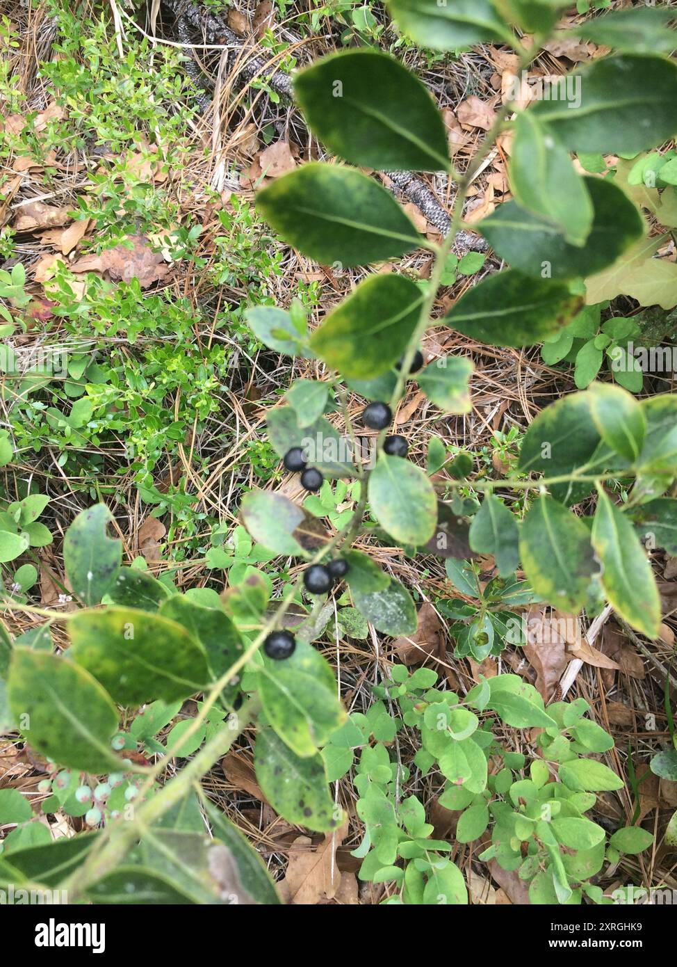 gallberry (Ilex glabra) Plantae Stock Photo - Alamy