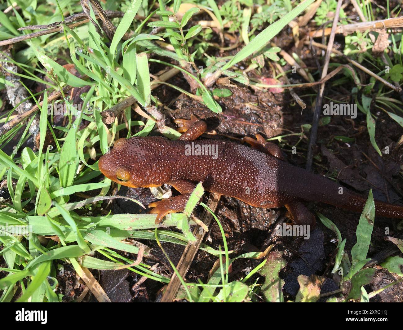 California Newt (Taricha torosa) Amphibia Stock Photo - Alamy