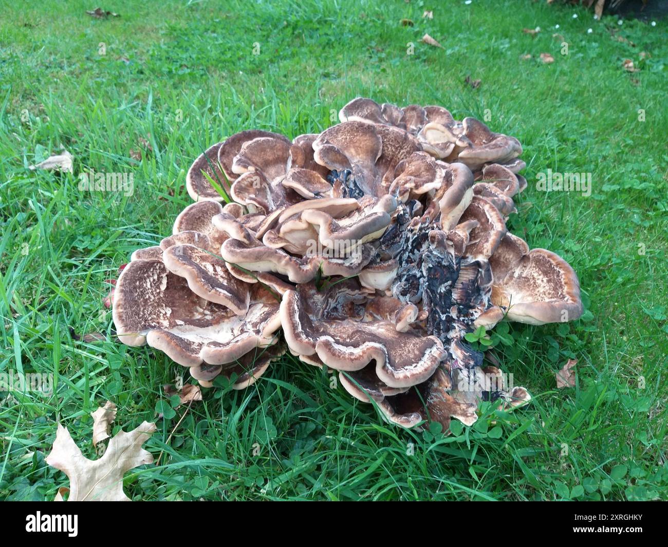 Giant Polypore (Meripilus giganteus) Fungi Stock Photo - Alamy