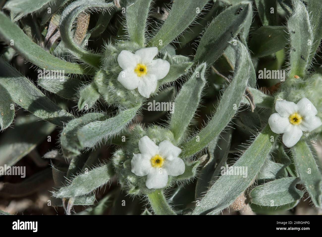 James' Cryptantha (Oreocarya suffruticosa setosa) Plantae Stock Photo ...