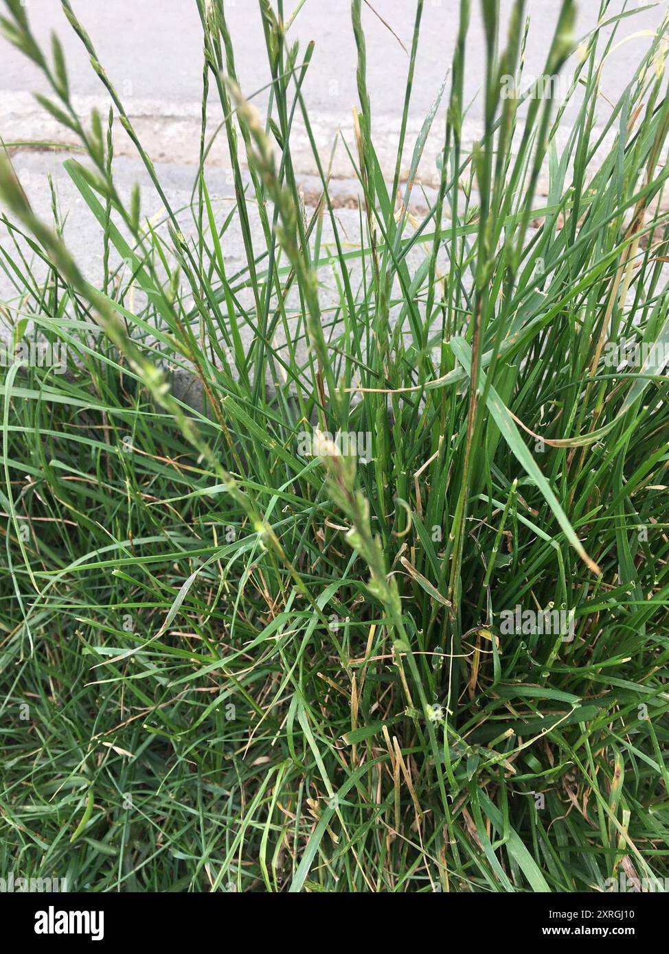 grasses (Poaceae) Plantae Stock Photo - Alamy