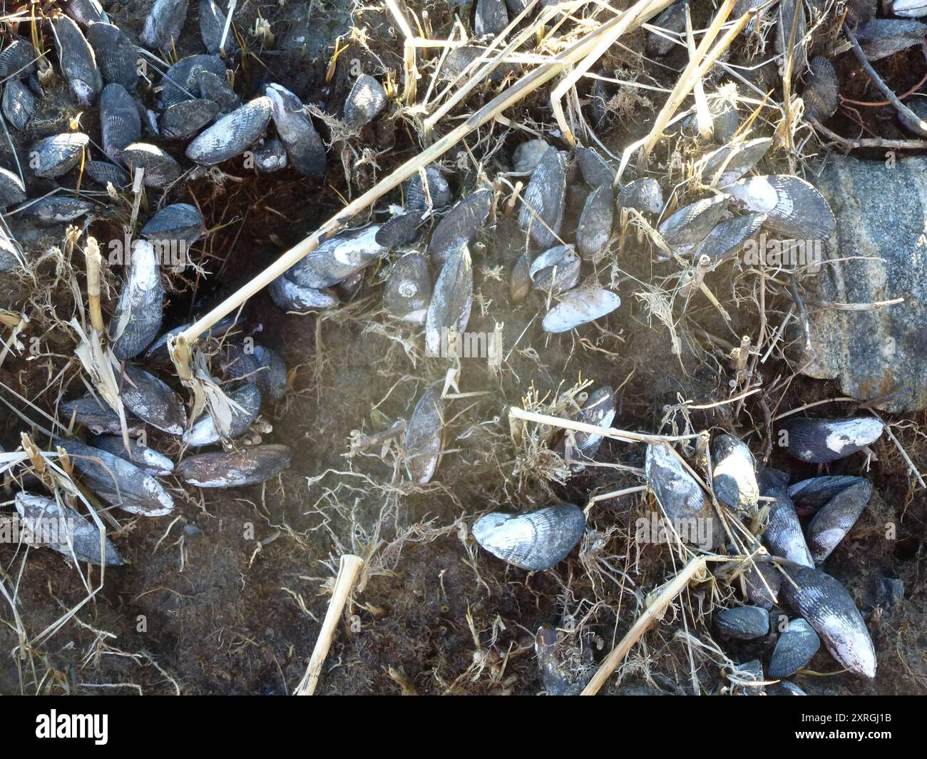 Atlantic Ribbed Mussel (Geukensia demissa) Mollusca Stock Photo - Alamy