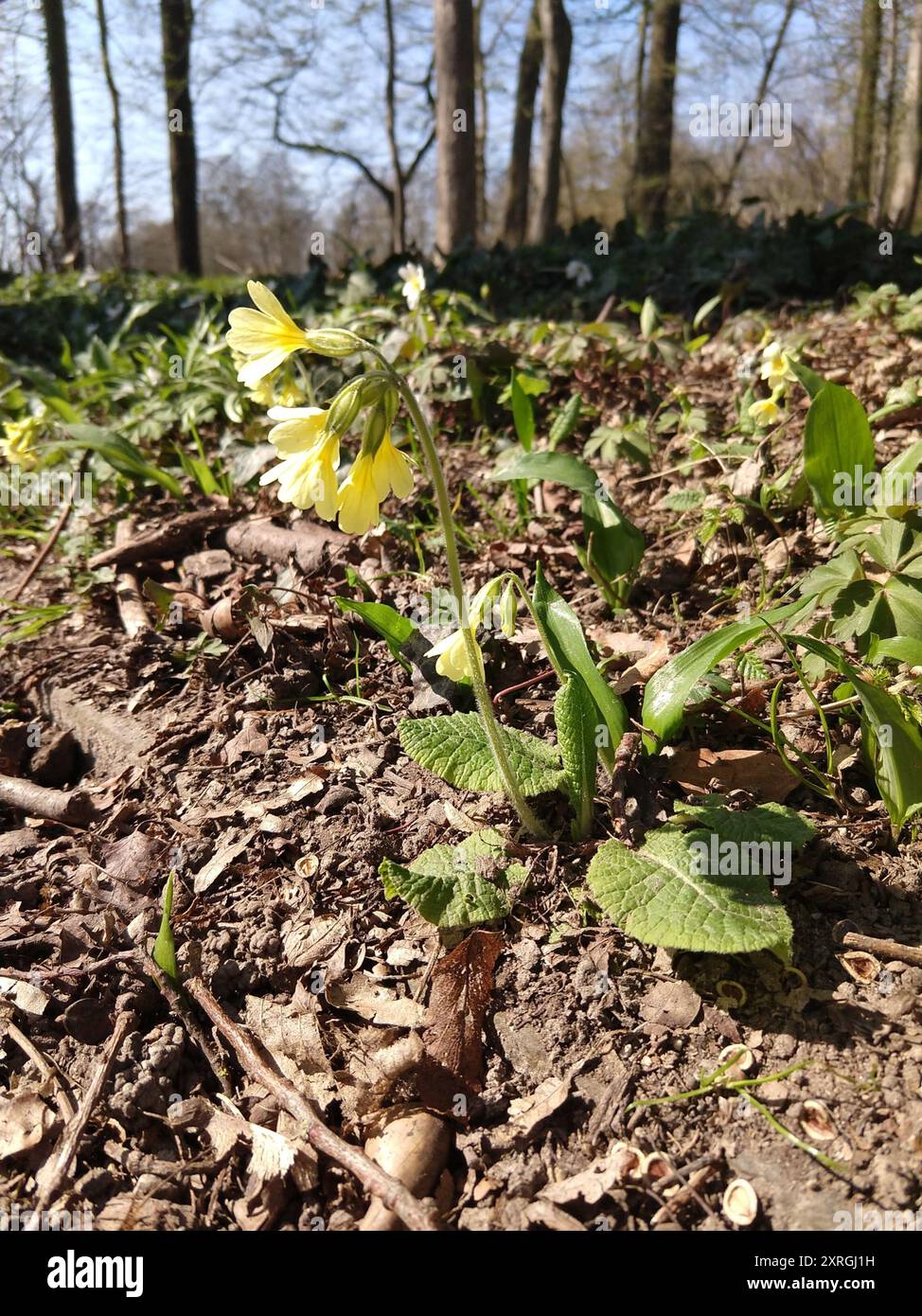 Oxlip (Primula elatior) Plantae Stock Photo - Alamy