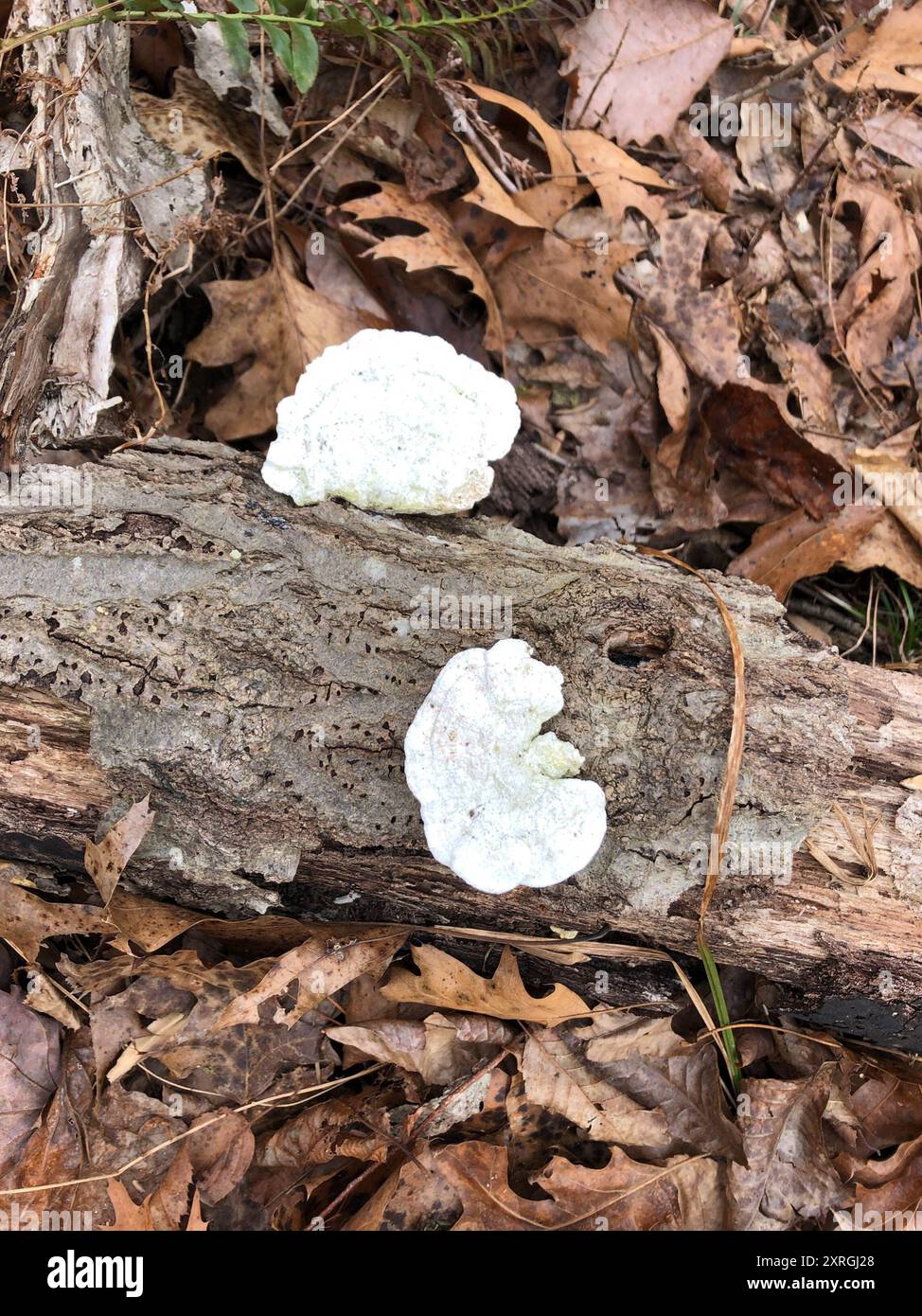 bracket fungi (Polyporaceae) Fungi Stock Photo - Alamy