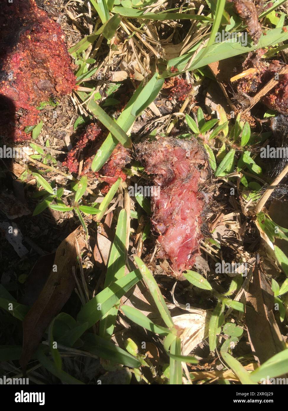 Carnivorans (Carnivora) Mammalia Stock Photo - Alamy