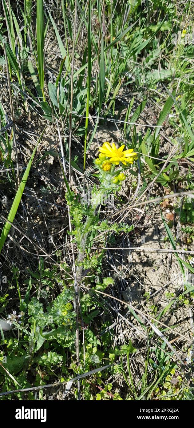 Eastern Groundsel (Senecio vernalis) Plantae Stock Photo - Alamy
