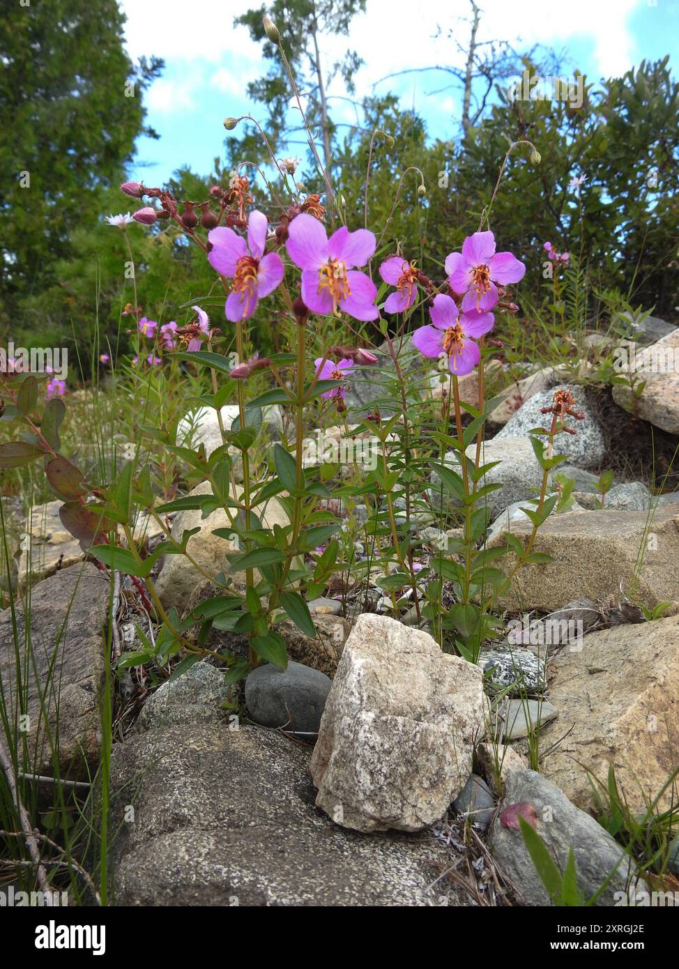 Virginia meadowbeauty (Rhexia virginica) Plantae Stock Photo - Alamy