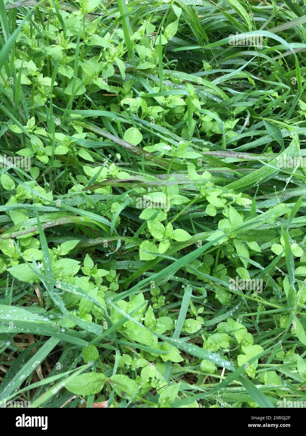 chickweeds (Stellaria) Plantae Stock Photo - Alamy