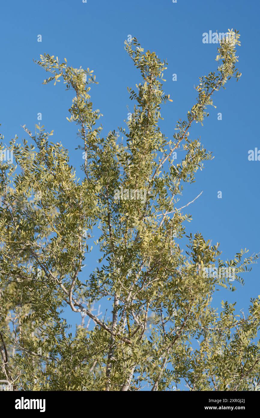 desert ironwood (Olneya tesota) Plantae Stock Photo - Alamy