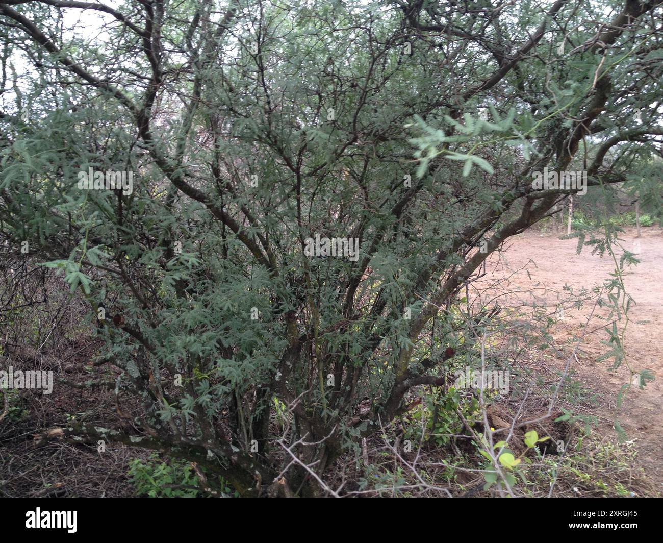 mesquites (Neltuma) Plantae Stock Photo - Alamy