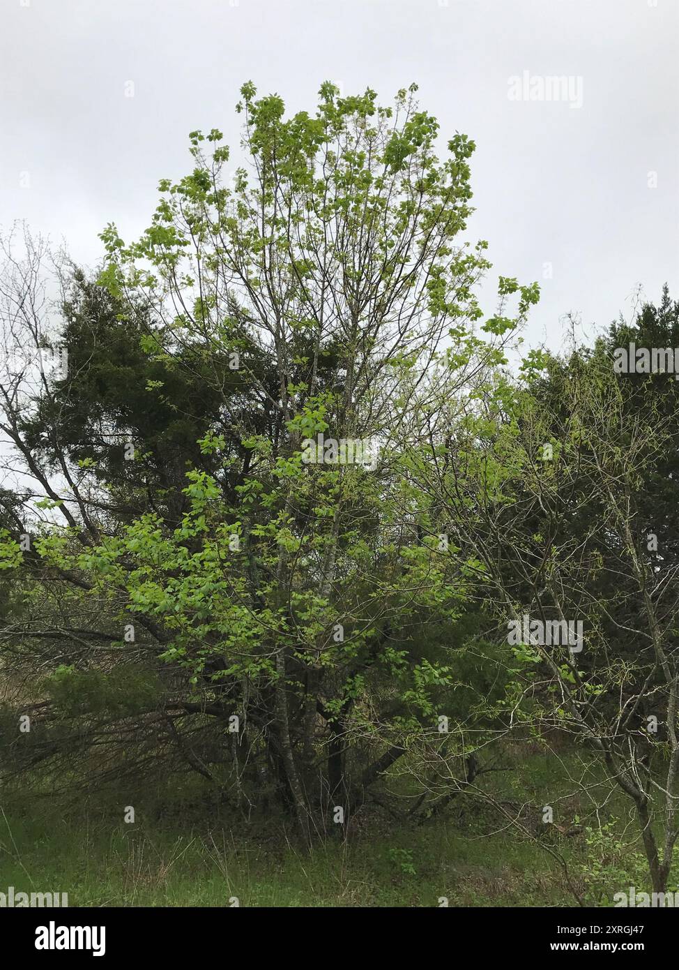 ashes (Fraxinus) Plantae Stock Photo - Alamy