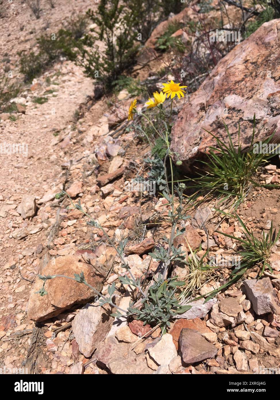 hairyseed bahia (Picradeniopsis absinthifolia) Plantae Stock Photo - Alamy