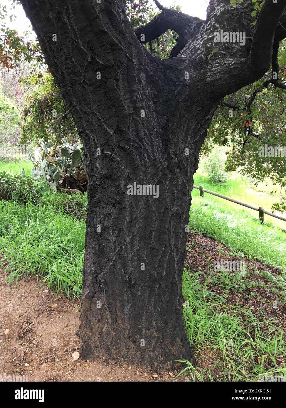 coast live oak (Quercus agrifolia) Plantae Stock Photo - Alamy