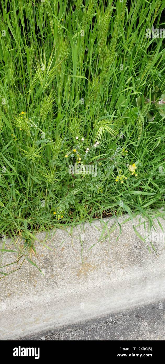 common groundsel (Senecio vulgaris) Plantae Stock Photo - Alamy