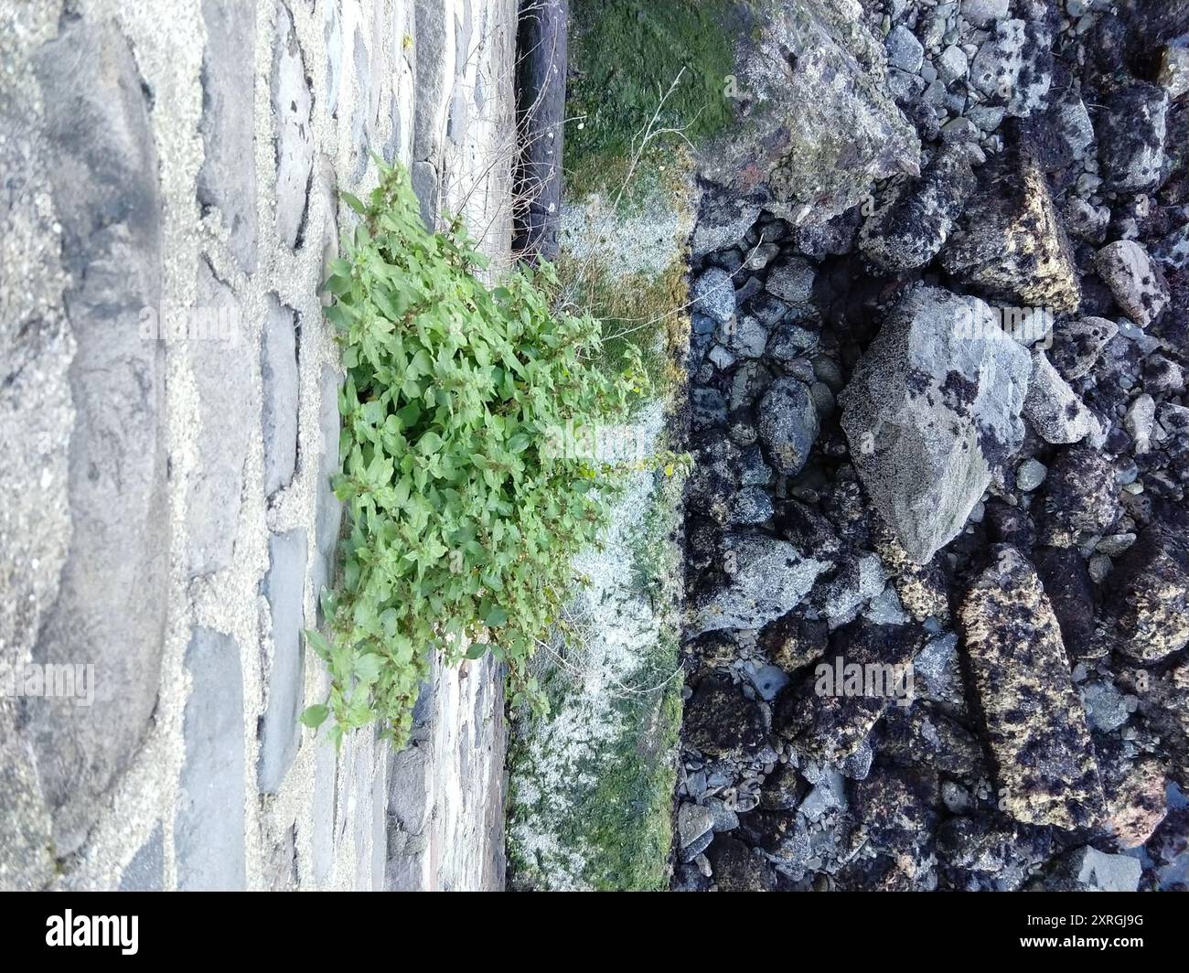pellitory-of-the-wall (Parietaria judaica) Plantae Stock Photo - Alamy