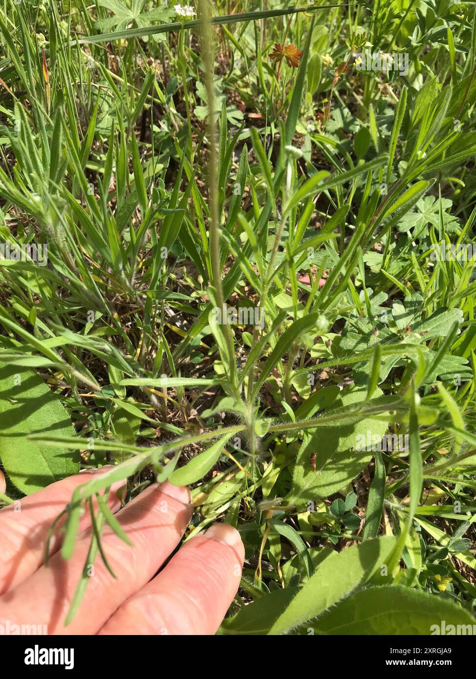 Stemmy Four-nerved Daisy (Tetraneuris scaposa) Plantae Stock Photo - Alamy