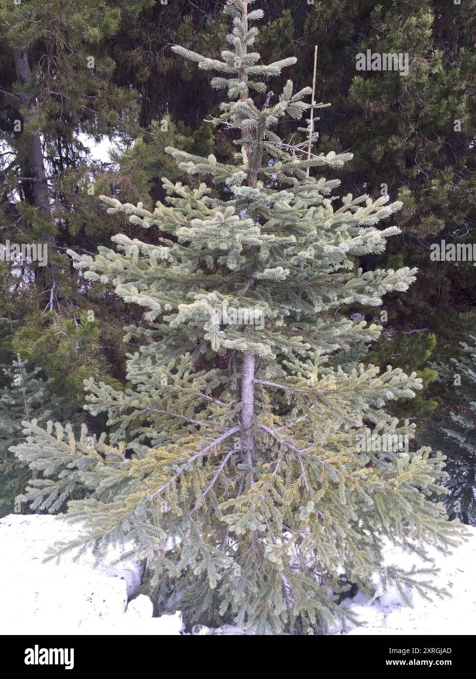 Engelmann spruce (Picea engelmannii) Plantae Stock Photo - Alamy