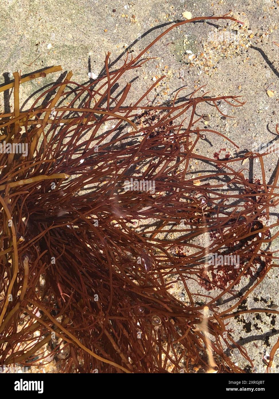 red algae (Rhodophyta) Plantae Stock Photo - Alamy