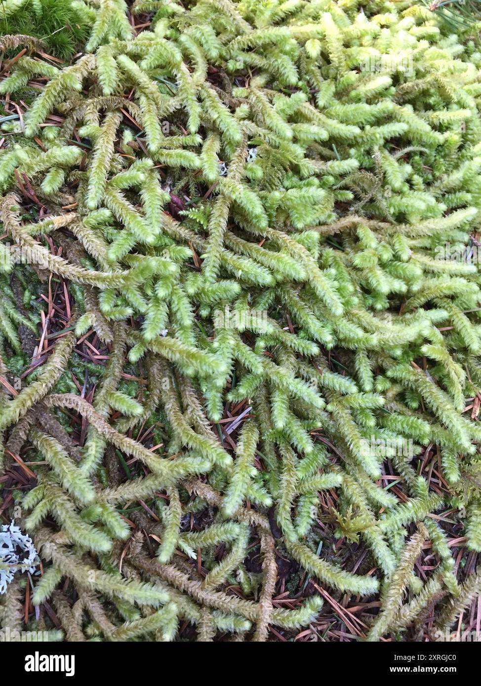 Pipecleaner Moss (Rhytidiopsis robusta) Plantae Stock Photo - Alamy