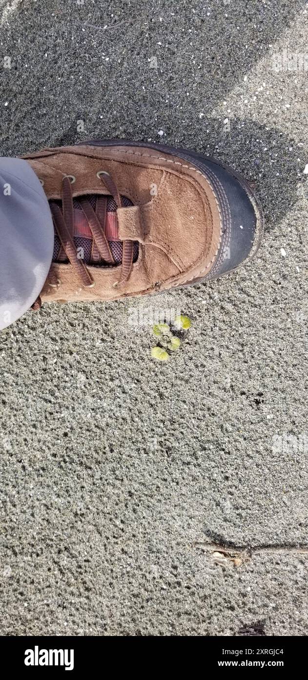 Yellow Sand Verbena (Abronia latifolia) Plantae Stock Photo - Alamy