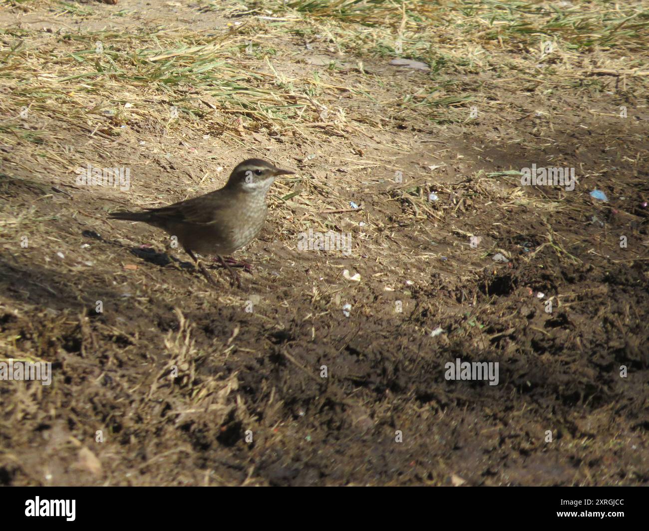 Buff-winged Cinclodes (Cinclodes fuscus) Aves Stock Photo - Alamy