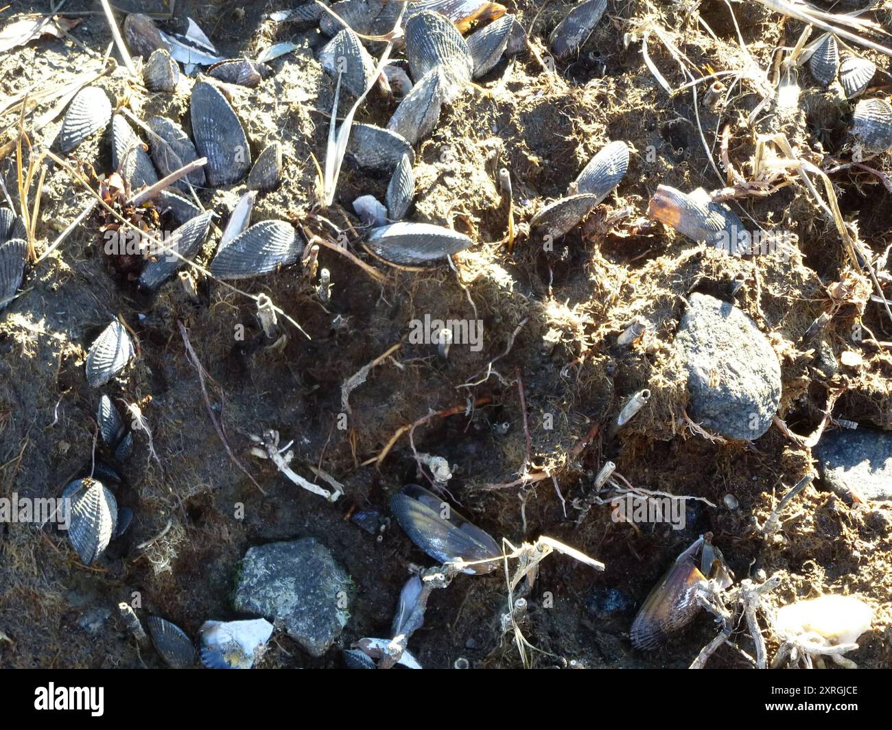 Atlantic Ribbed Mussel (Geukensia demissa) Mollusca Stock Photo - Alamy