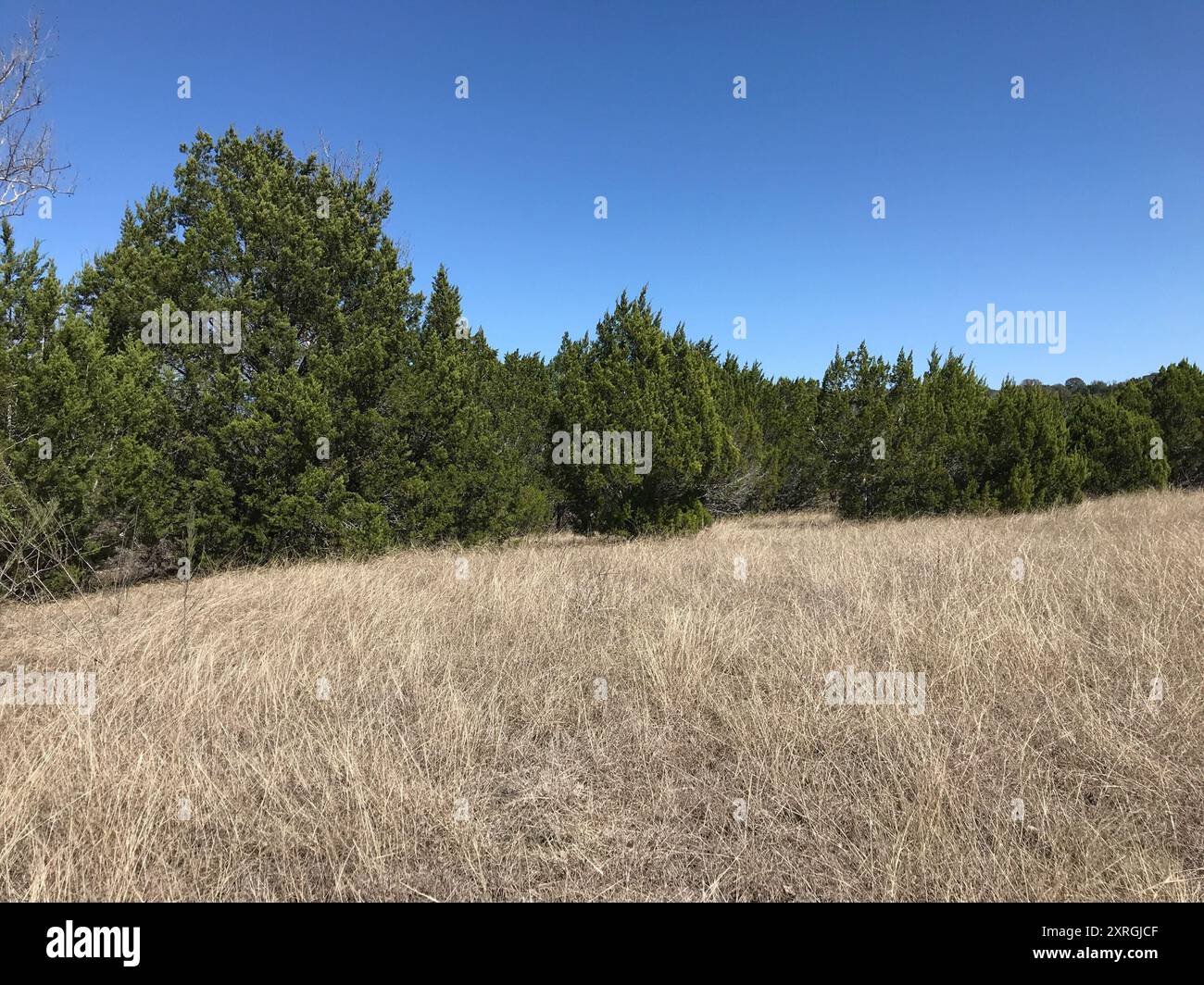 Ashe juniper (Juniperus ashei) Plantae Stock Photo - Alamy
