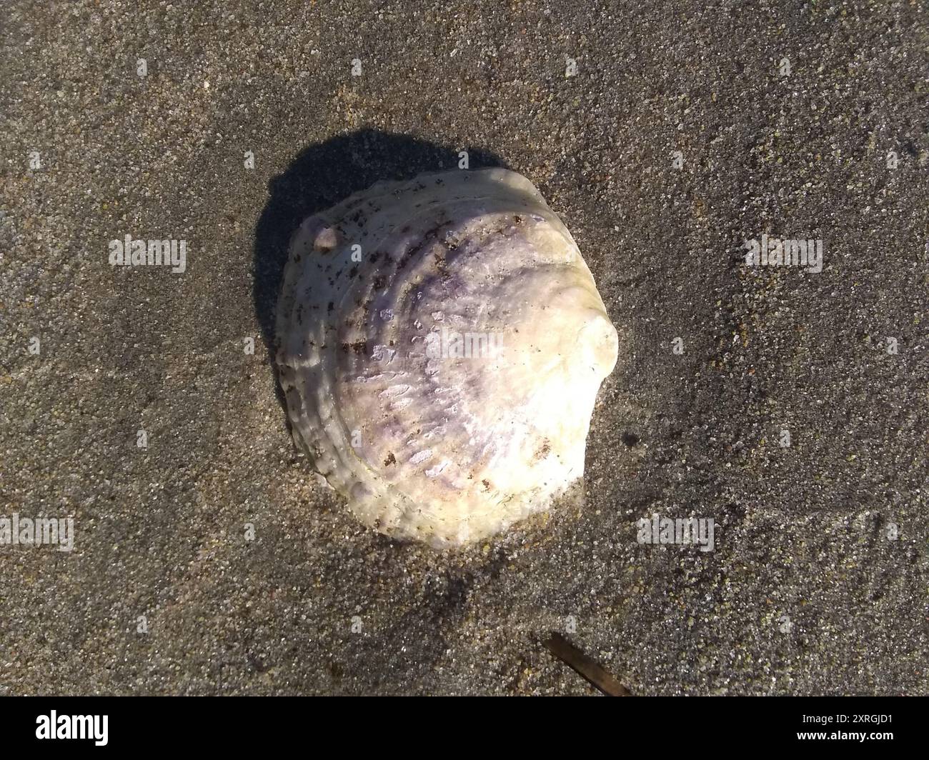European Flat Oyster (Ostrea edulis) Mollusca Stock Photo - Alamy