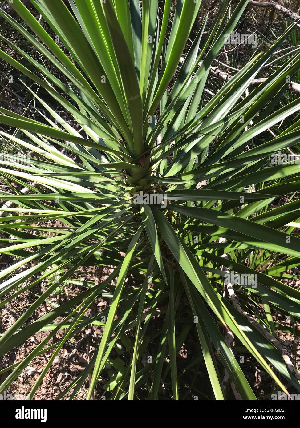 Aloe Yucca (Yucca aloifolia) Plantae Stock Photo - Alamy