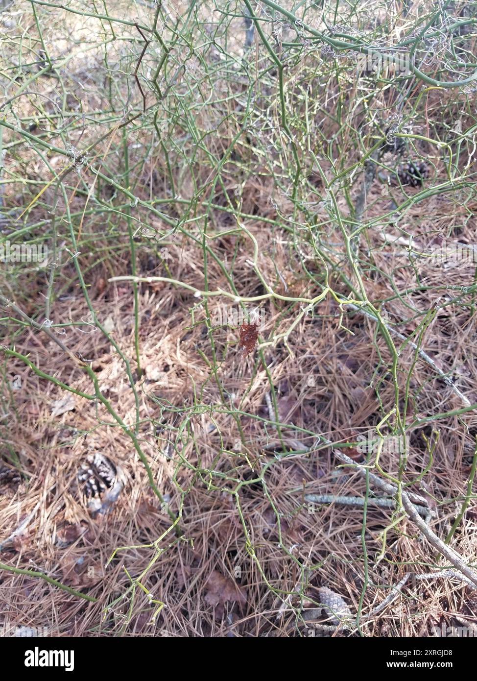 roundleaf greenbrier (Smilax rotundifolia) Plantae Stock Photo - Alamy