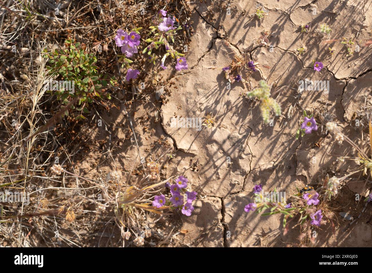 purple mat (Nama demissa) Plantae Stock Photo - Alamy