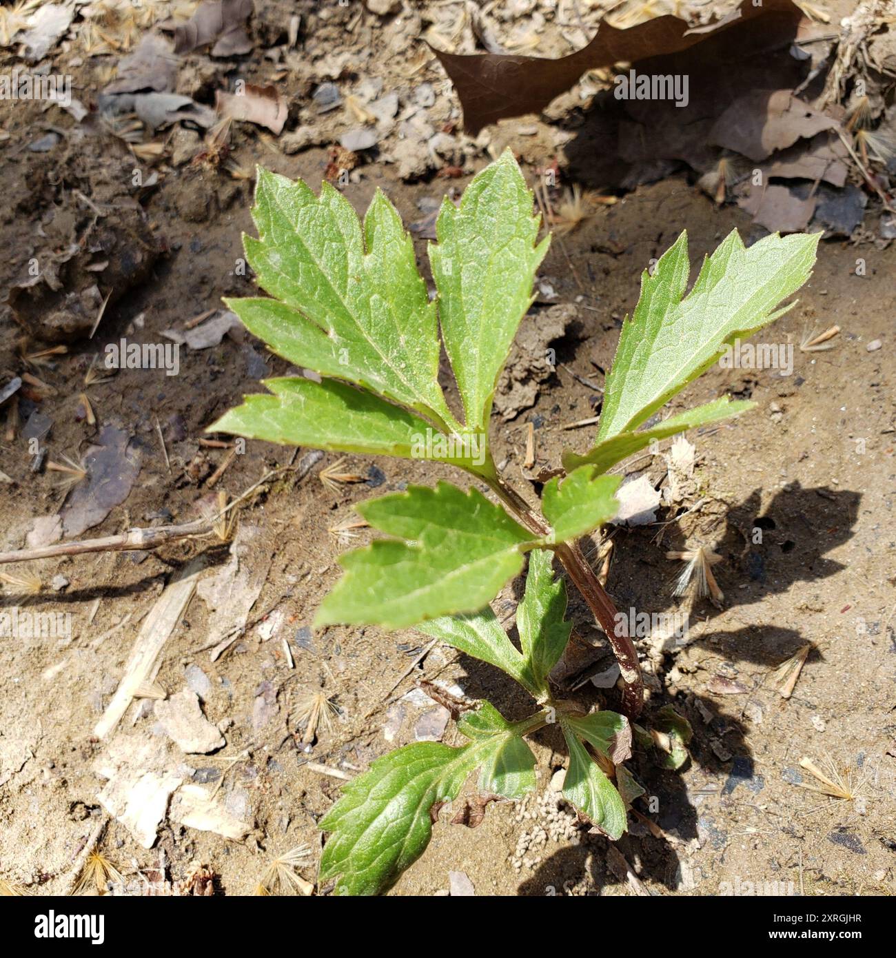 cutleaf coneflower (Rudbeckia laciniata) Plantae Stock Photo - Alamy