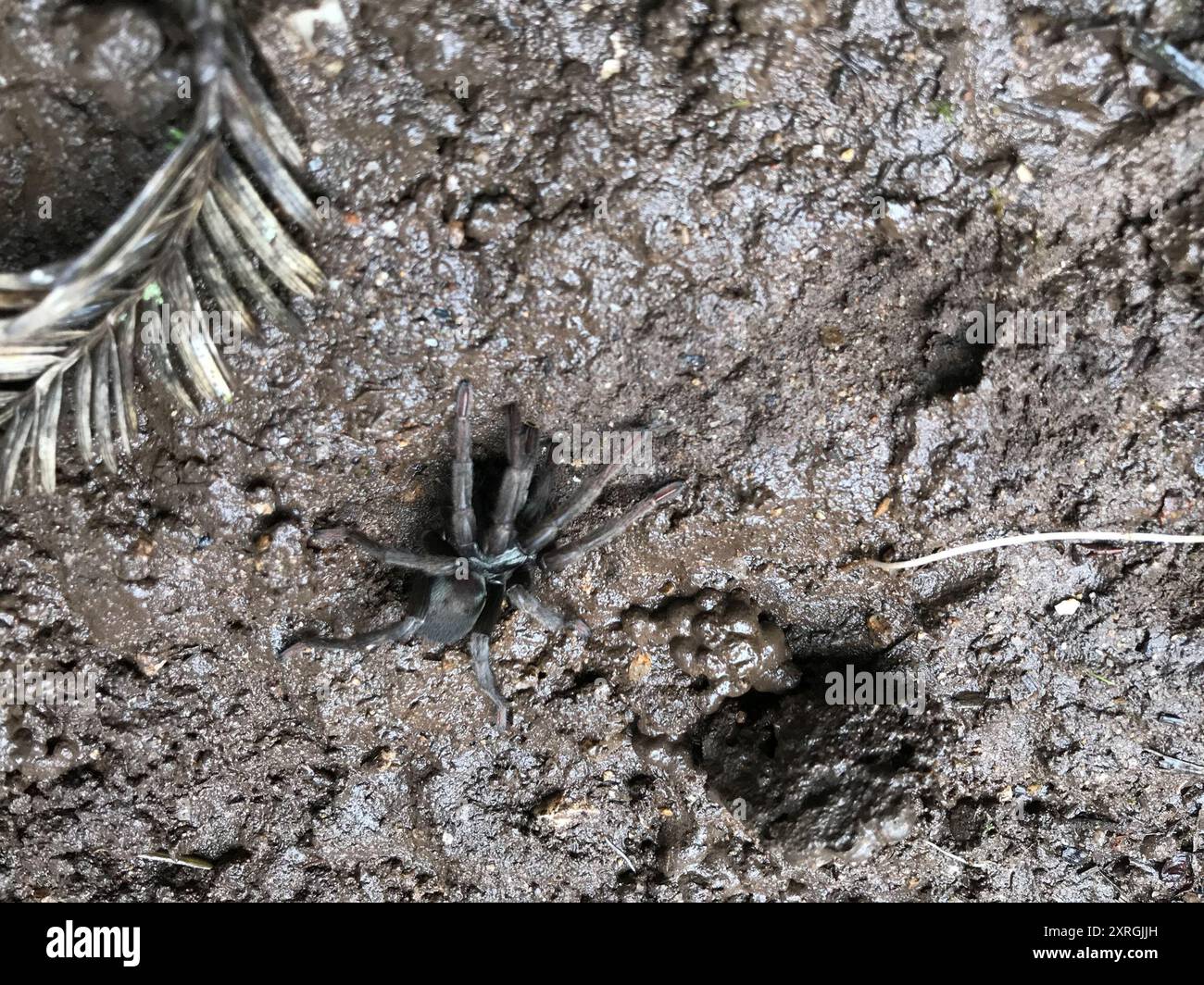 False Tarantula (Calisoga longitarsis) Arachnida Stock Photo - Alamy