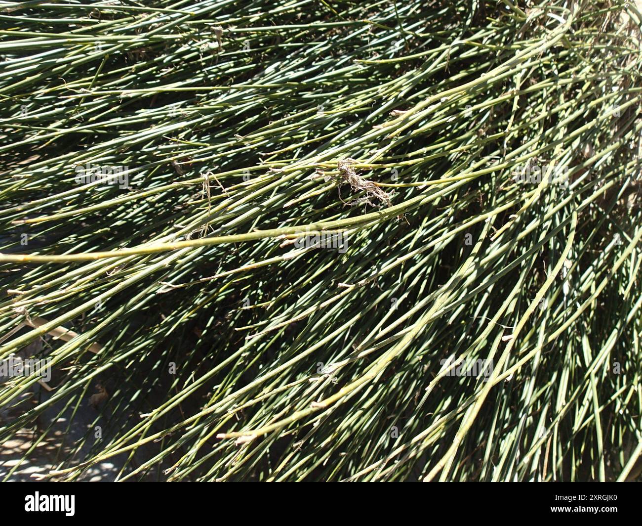 Green Ephedra (Ephedra viridis) Plantae Stock Photo - Alamy