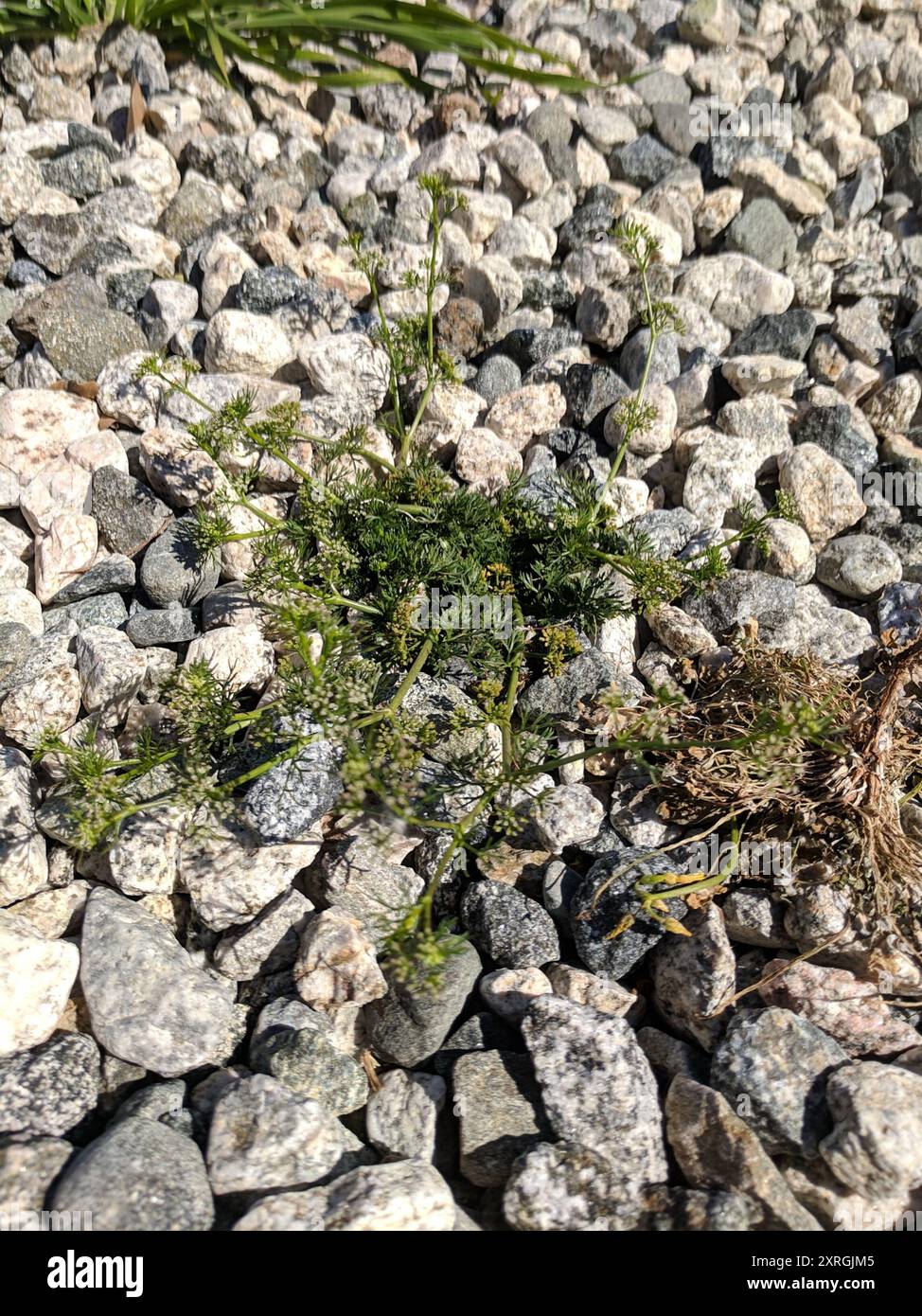 Marsh parsley (Cyclospermum leptophyllum) Plantae Stock Photo - Alamy