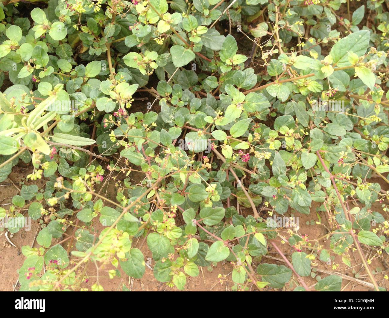 Spiderlings (Boerhavia) Plantae Stock Photo - Alamy